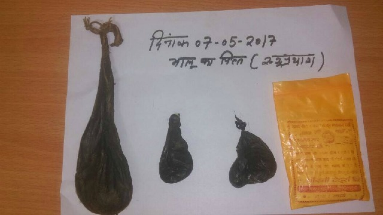 Uttarakhand Forest Dept seizes three bear gall bladders; activists say ...