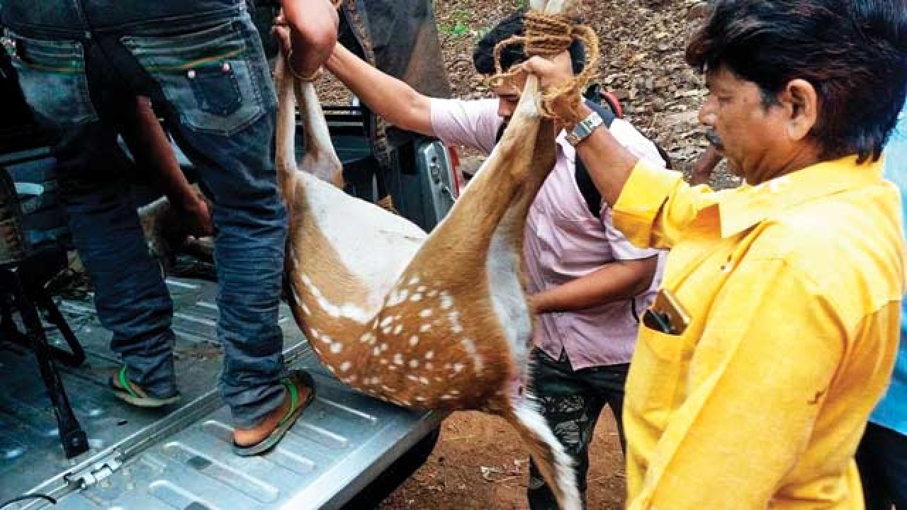 Deer found dead in pit at Sanjay Gandhi National Park