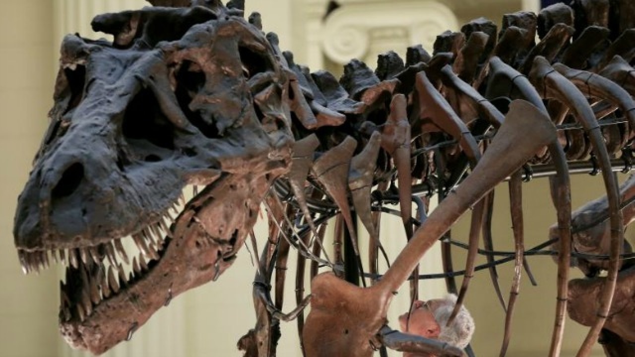 The force is strong with this one: T. rex has biting force equalivent ...