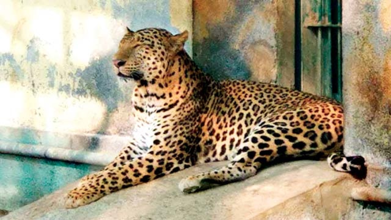 17-year-old leopard dies of old age at SGNP