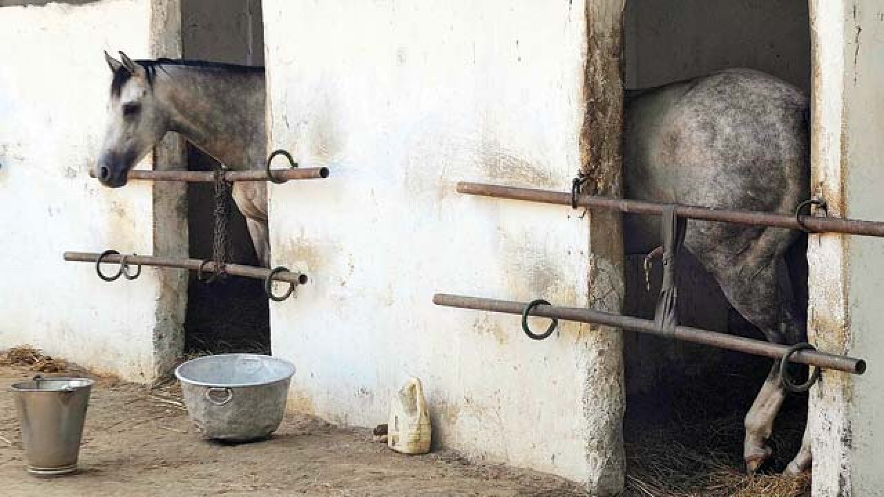 Govt on high alert after seven horses are detected with glanders