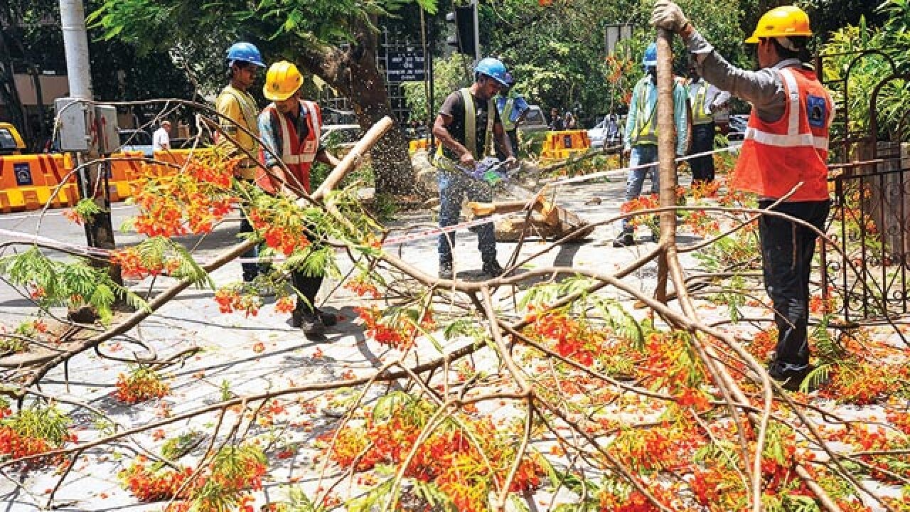 Bombay High Court refuses to stay felling of South Mumbai trees for ...