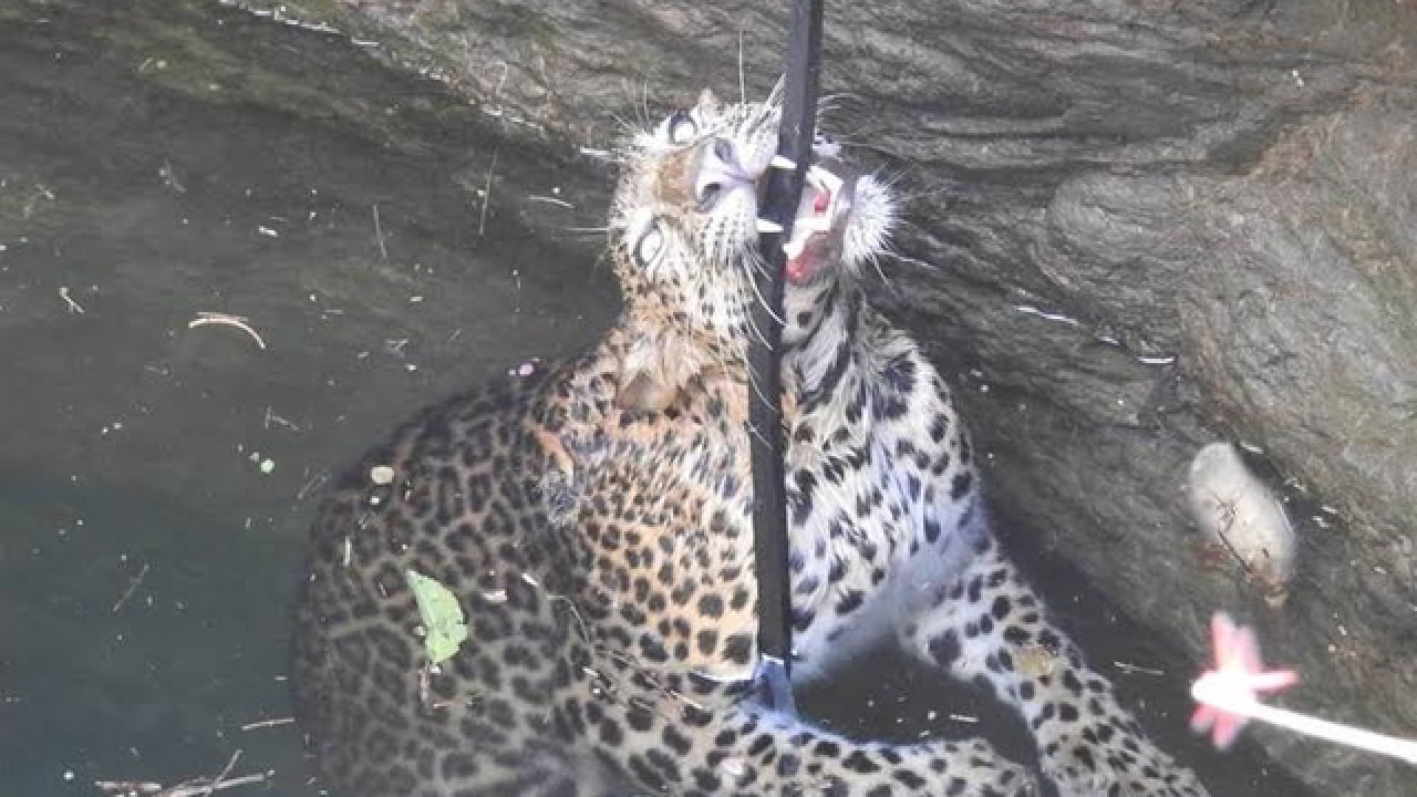 Watch: Pregnant leopard rescued after falling in well, dies a few hours ...