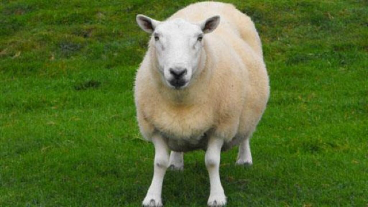 Cambridge University scientists develop AI that help determine if ...