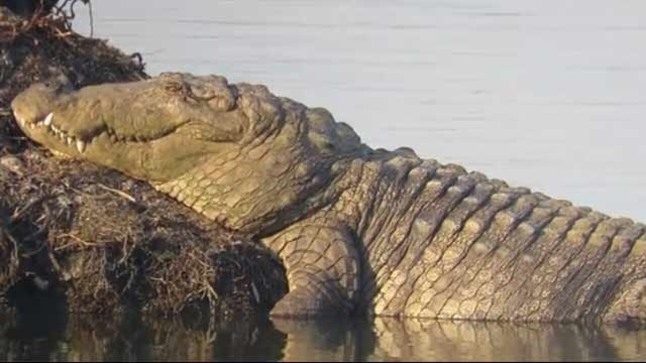 Completely preserved crocodile fossil dated over 66-million-year-old ...