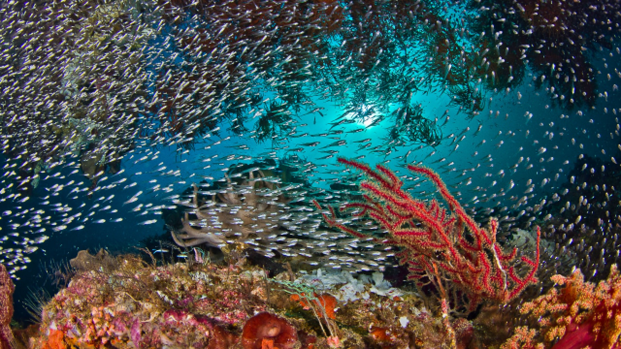 Delving into the depths of oceans, one dive at a time