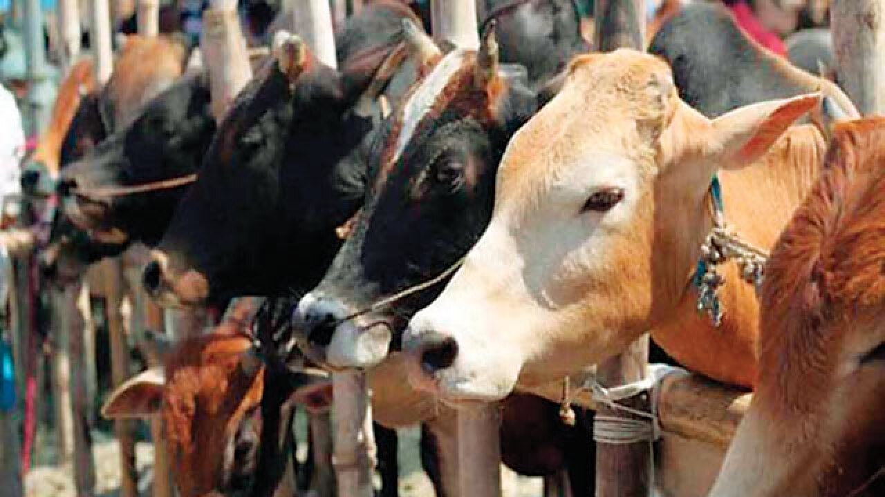 We don't support cow vigilantism: Government to Supreme Court