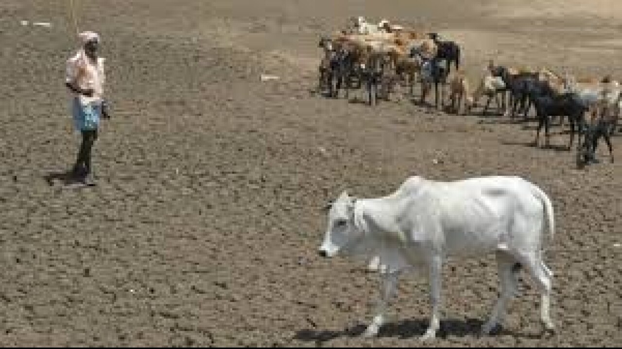 Madhya Pradesh farmer booked for killing cow that strayed into his land
