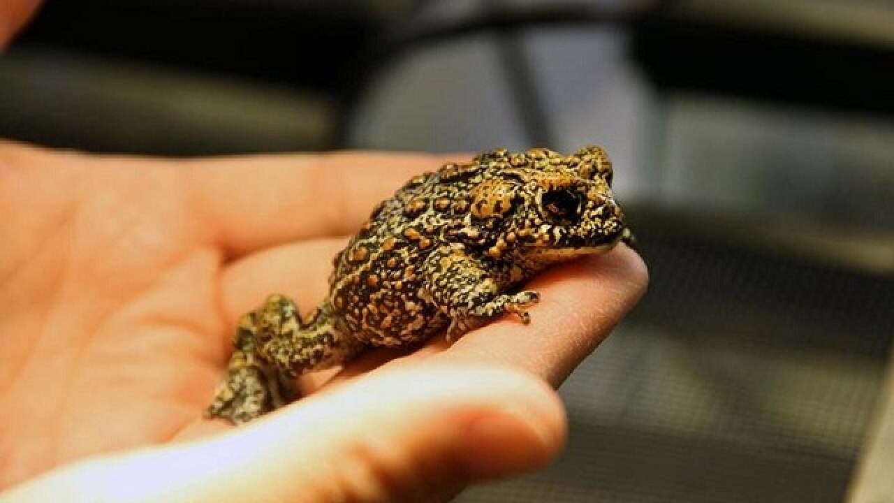 Three new toad species discovered in US