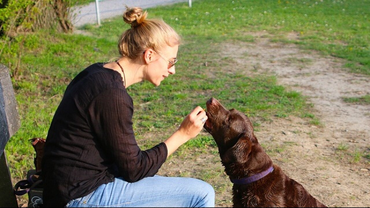 Humans can identify emotions in voices of land animals: Study