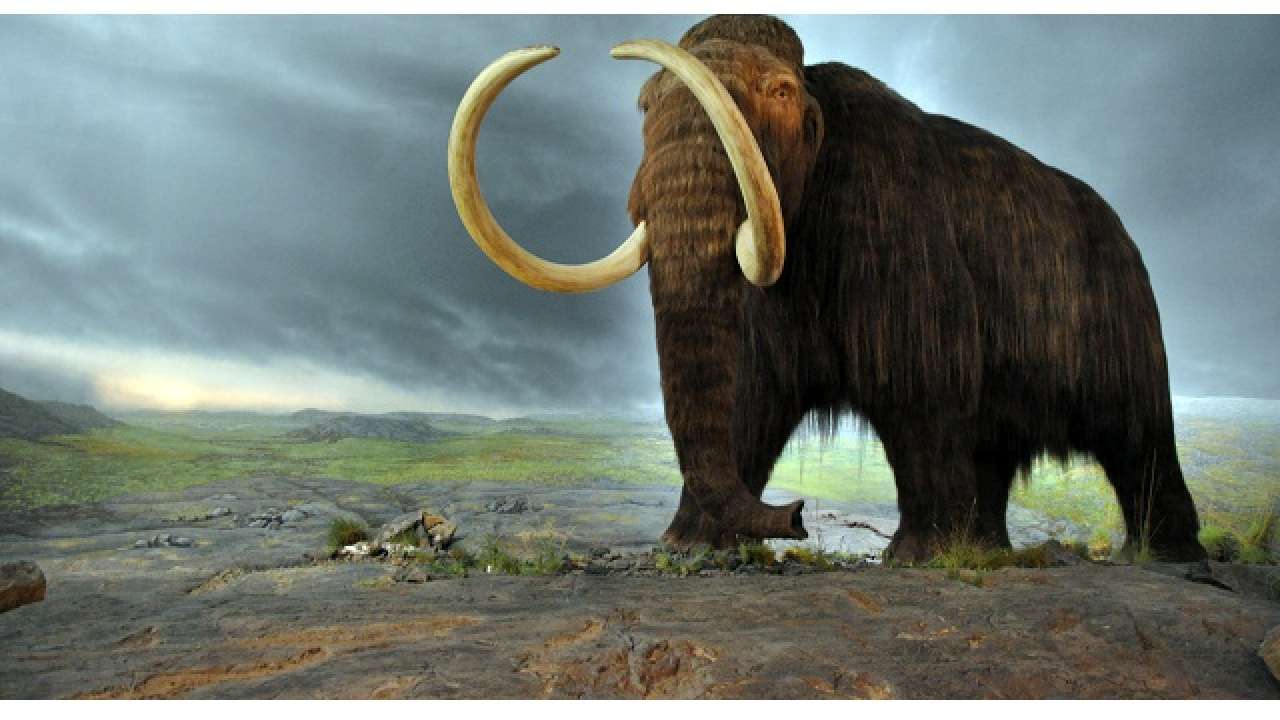 Competition over mammoth meat may have wiped out Neanderthals