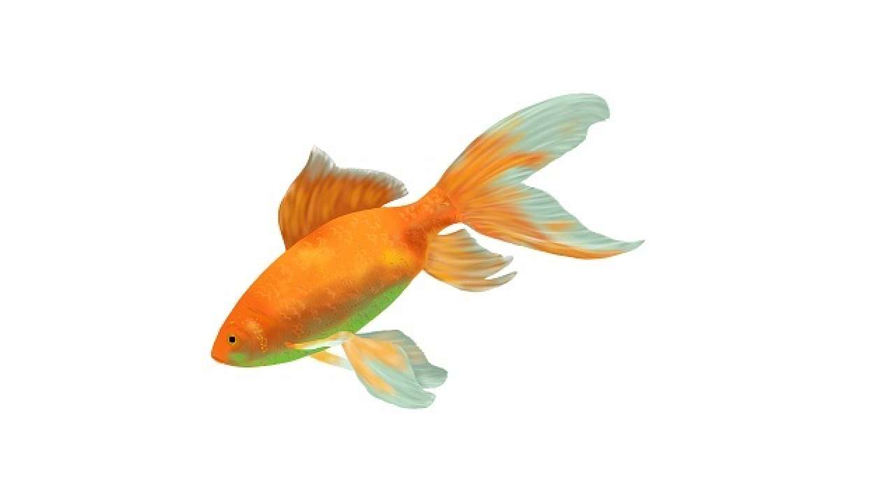 Decoded: How goldfish make alcohol to survive without oxygen