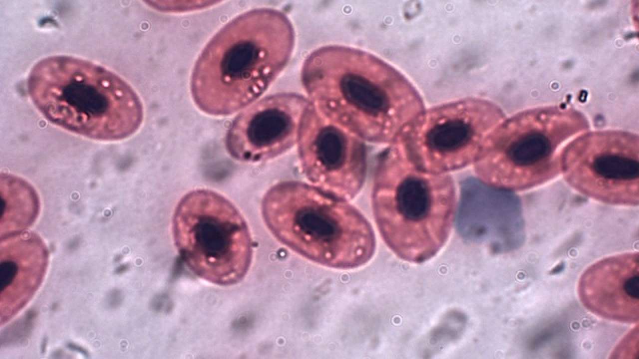 Spider silk protein used to engineer heart tissues