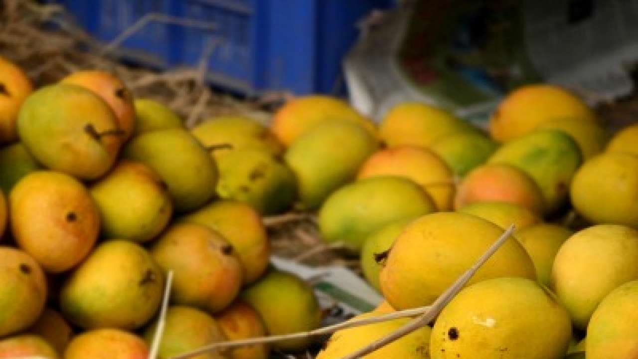 Minister blames Centre for mango export ban