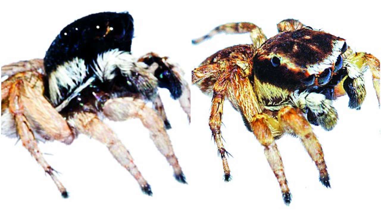 Onyx, Lacteus: Two New Jumping Spiders Found In Aarey Milk Colony