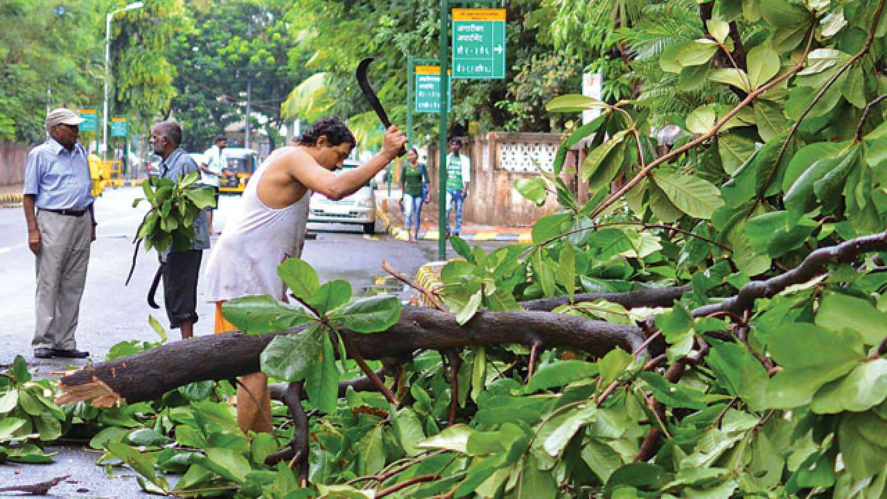 Include tree-cutting in Right to Service Act