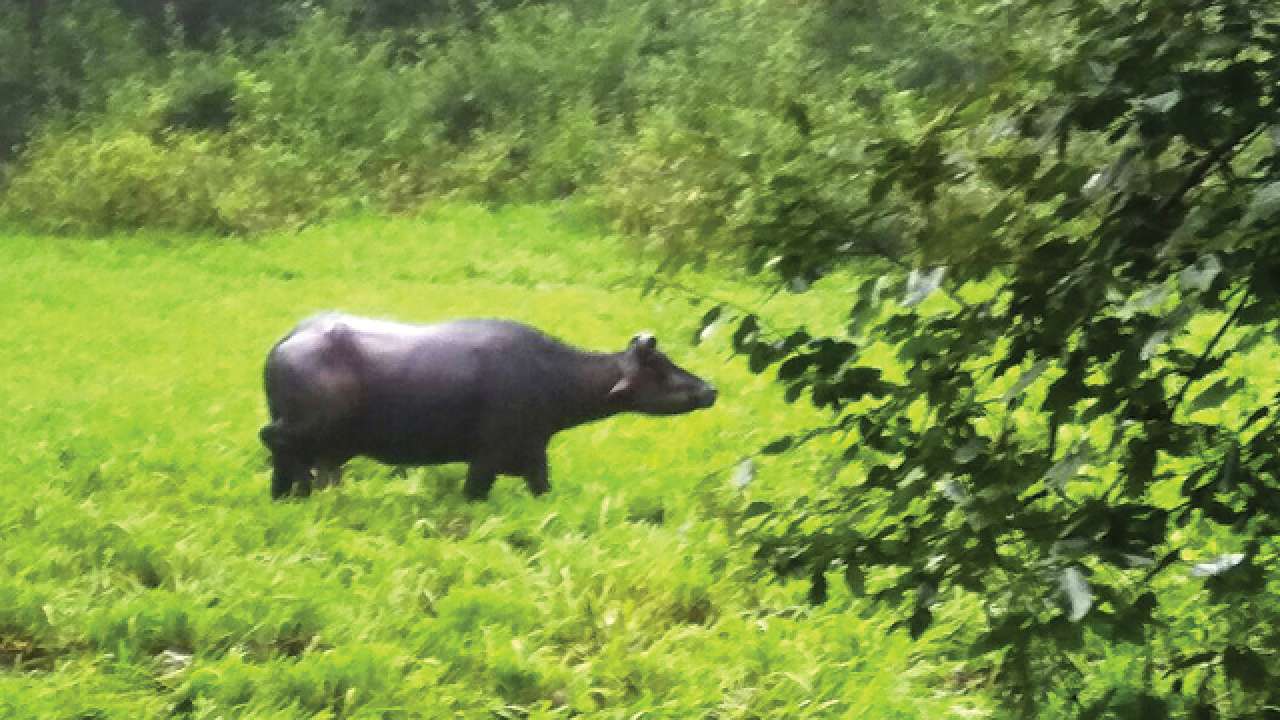 Livestock inside SGNP worries wildlife activists