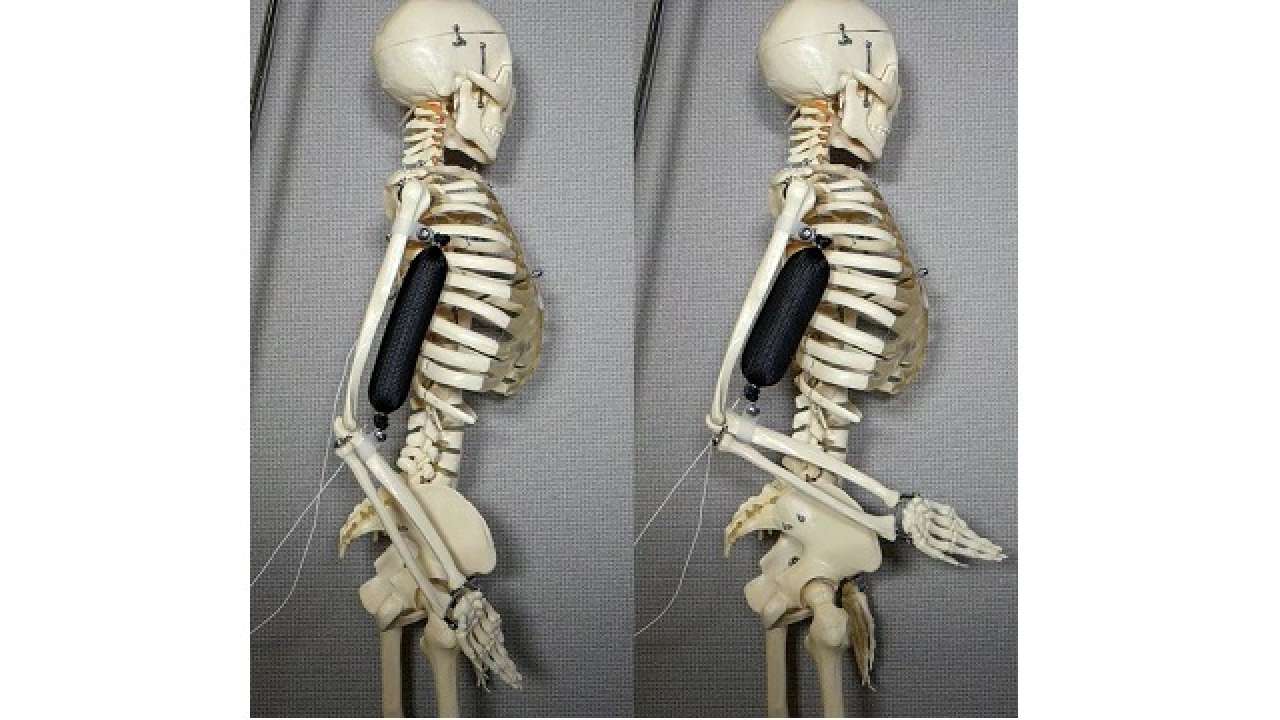 New synthetic muscle can lift 1,000 times its own weight