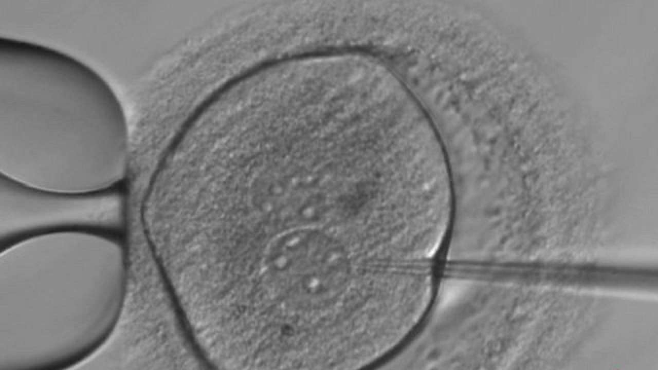 Gene editing used to alter DNA of human embryos