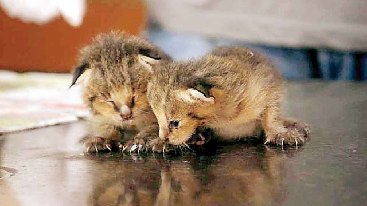 Two tiny jungle cats rescued from Virar