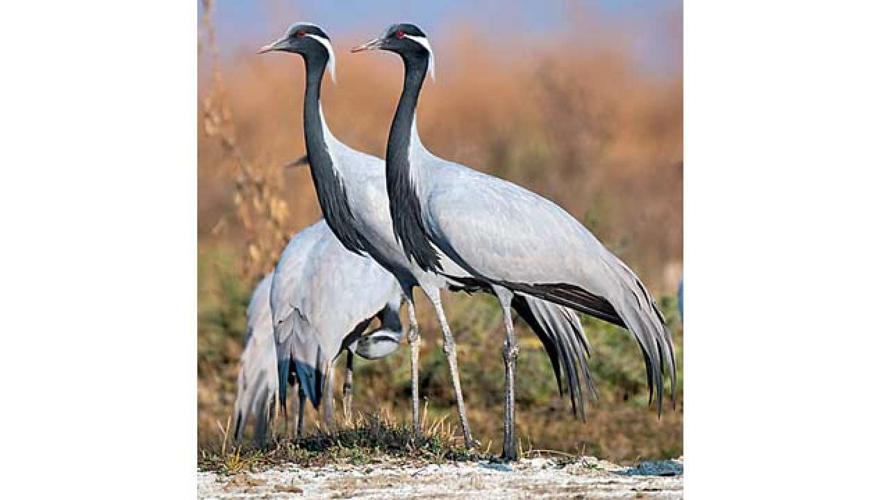 Rajasthan HC orders more facilities for Kurjas