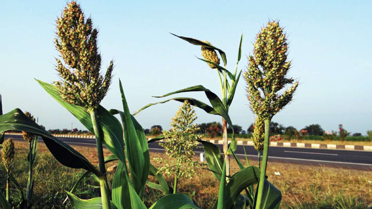 Thoroughly modern millets