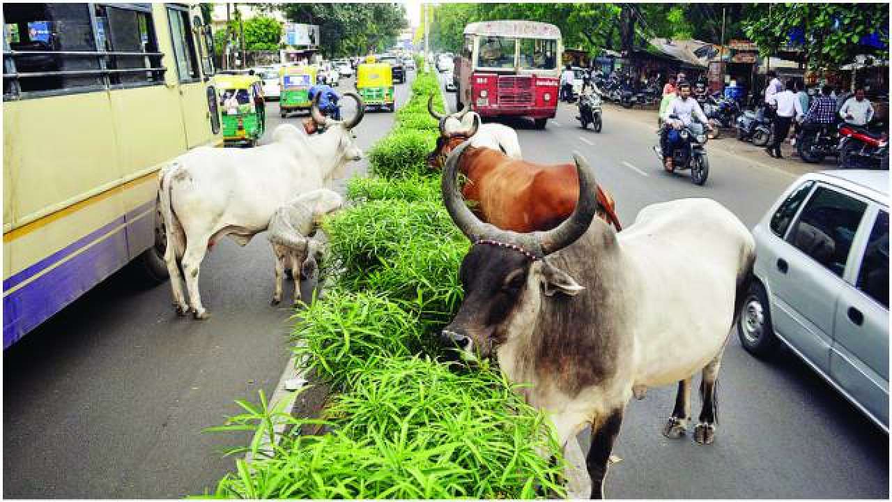 AMC captures 3,800 stray cattle in two months