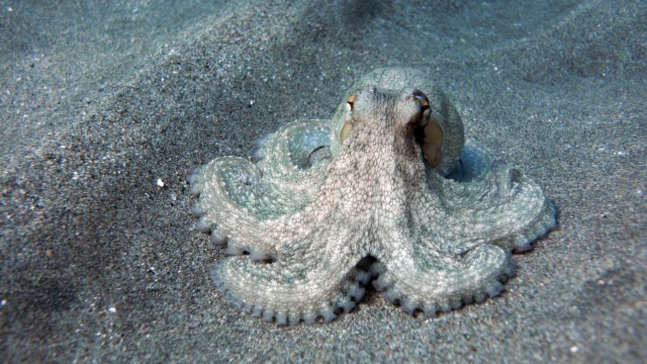 Octopus skin inspires programmable camouflaging material