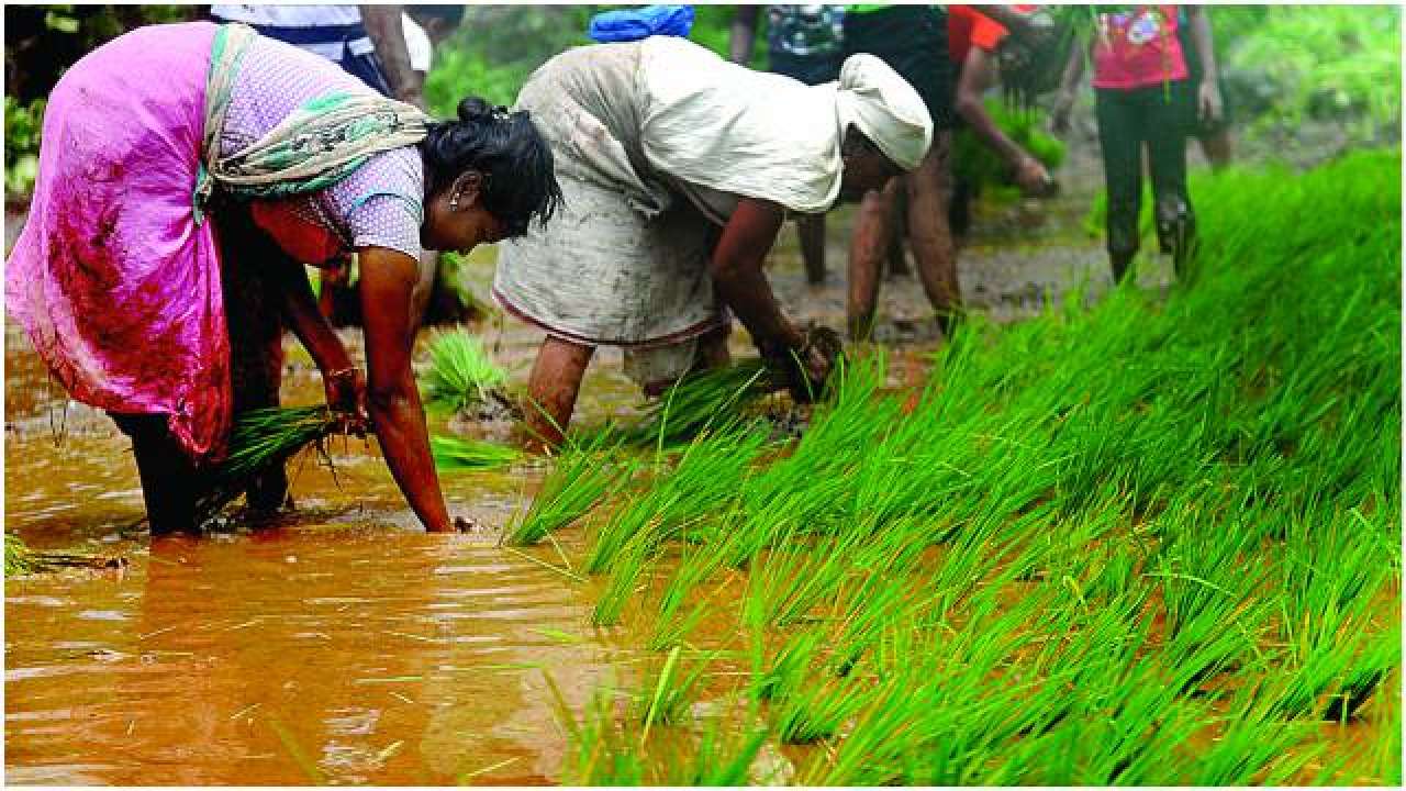 Farmers in distress as rains affect crops, biz