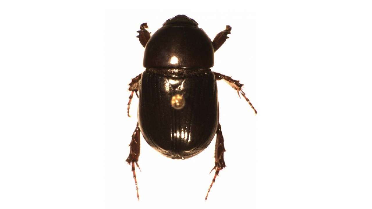China intercepts invasive beetle species