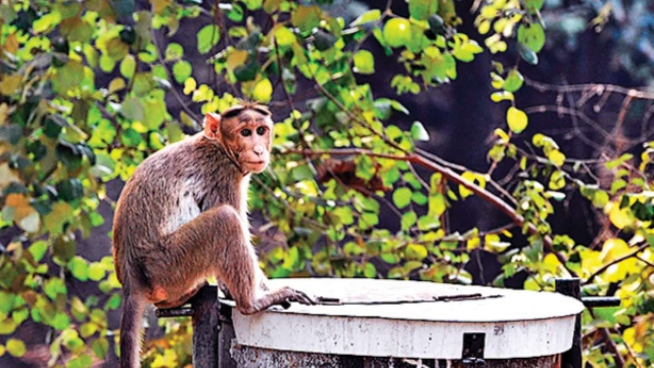 Himachal Assembly Elections 2017: No monkey business, say BJP and ...