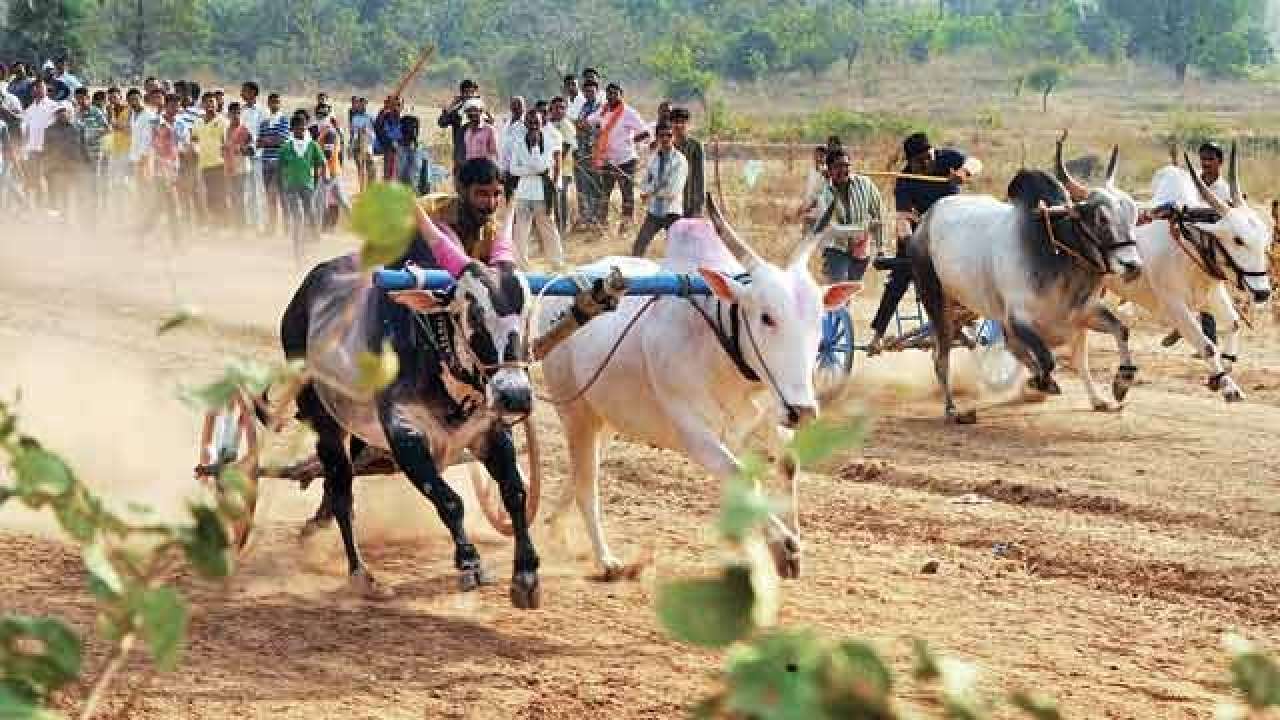 Bulls or horses - who's faster? Maha govt sets up panel to find out