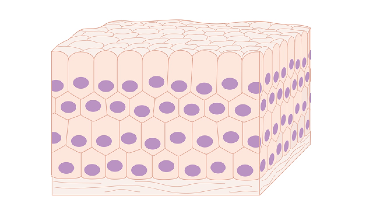 Scientists found effective method of preserving cells and tissues