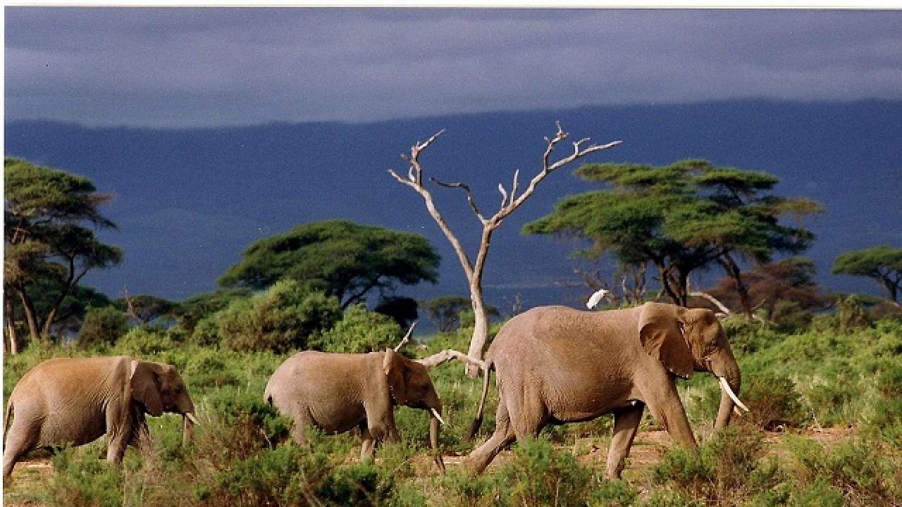 Mammals emerged from shadows after dinosaur extinction, explains study