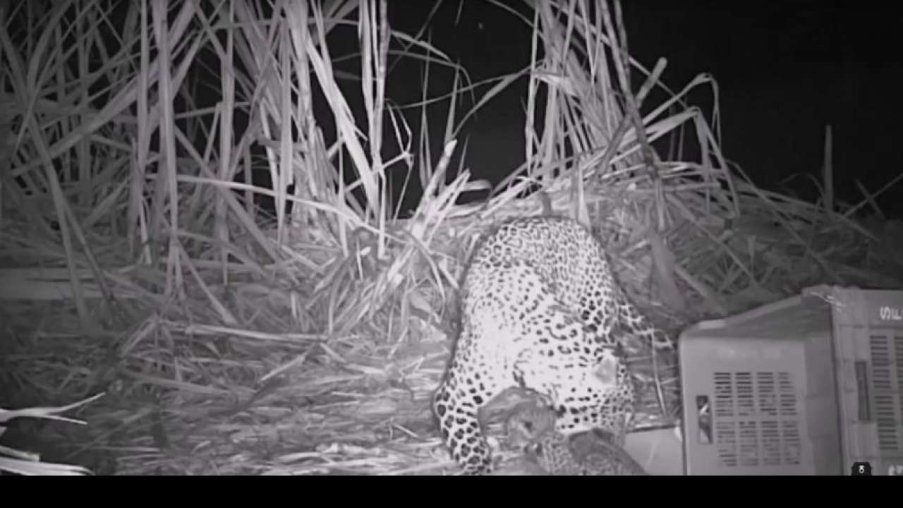 WATCH: On Children's Day, heartwarming video of leopard getting ...
