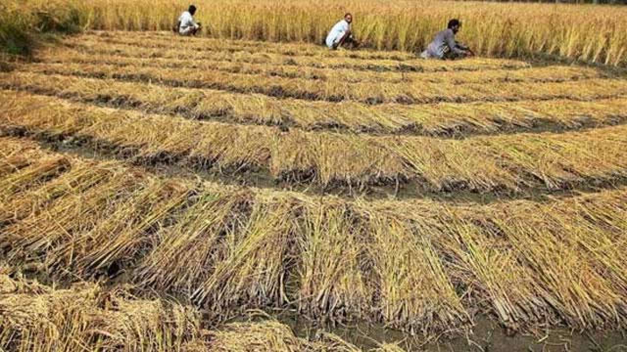End to crop burning issue? NTPC to float tender for buying farm stubble