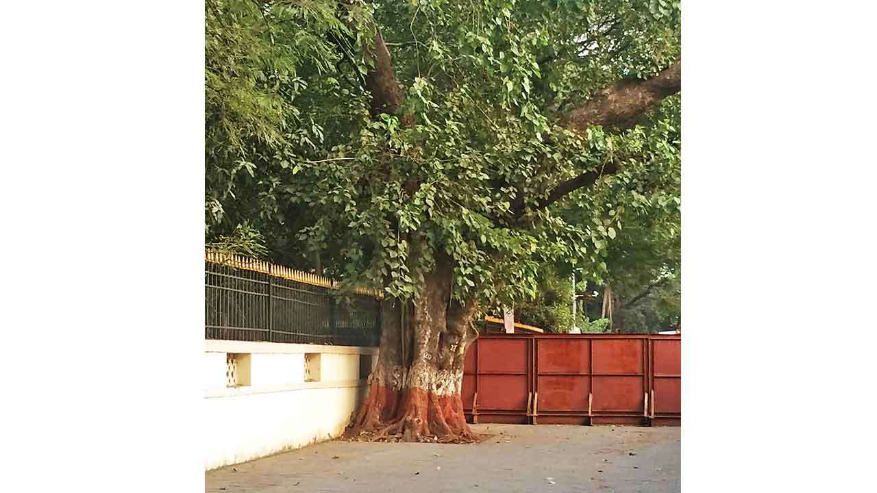 Xavier's students lend helping hand to Endangered peepal tree