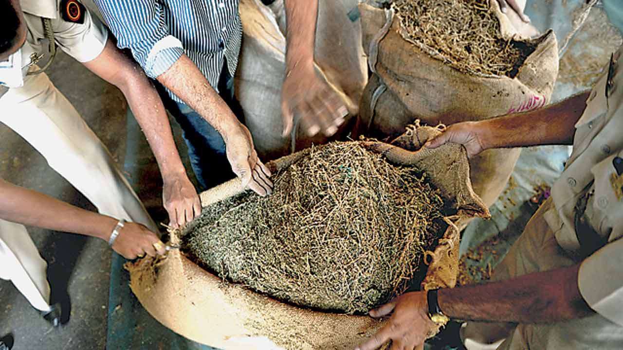 Poppy worth Rs 1.25 cr seized