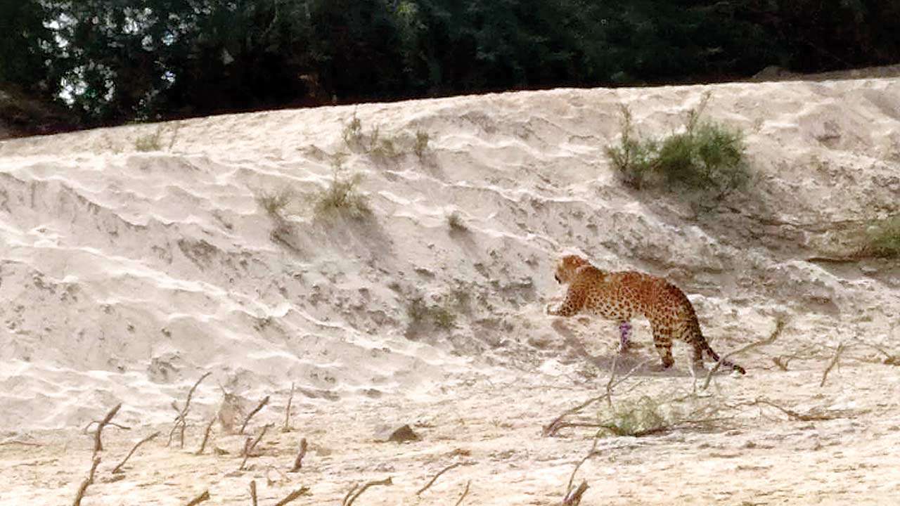 Panther that attacked 5 still on prowl
