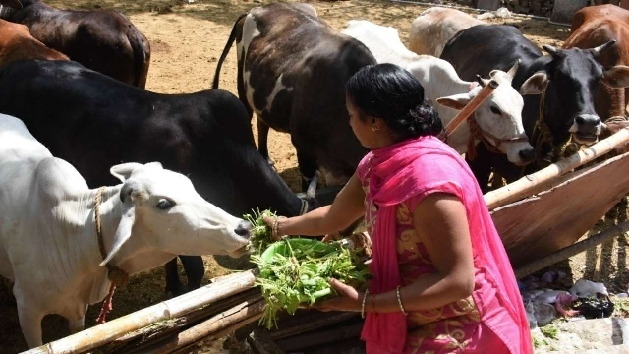 Yogi Adityanath-led govt to set up cow protection panels in all UP ...