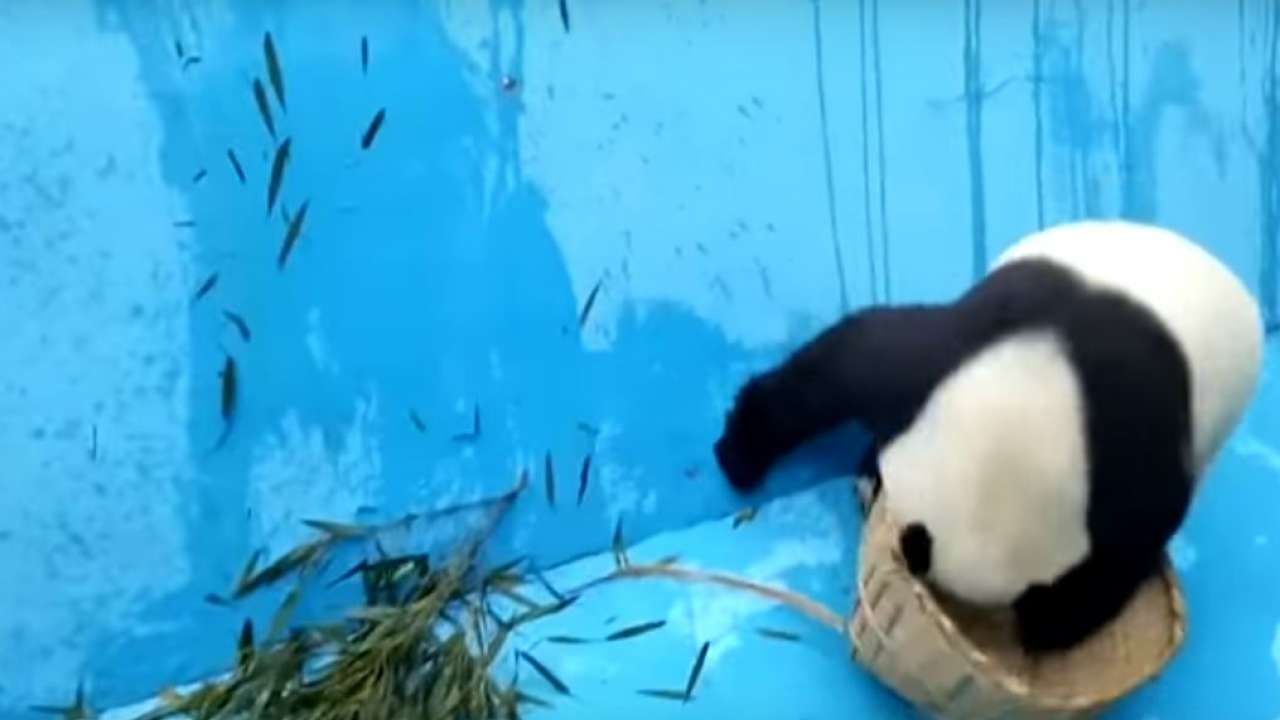Watch: Check out this adorable video of panda cubs celebrating New Year