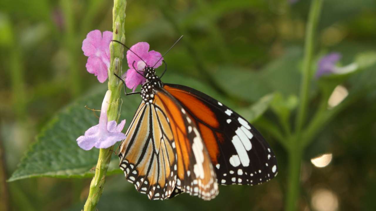Study suggests butterflies, moths evolved millions of years before flowers Study suggests butterflies, moths evolved millions of years before flowers