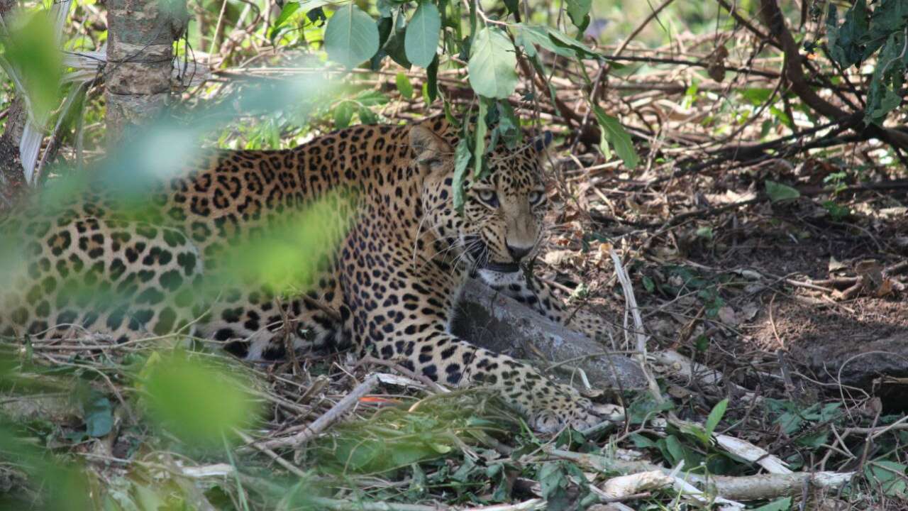 Leopard stuck in wire snare rescued after 2-hour operation in Dahanu