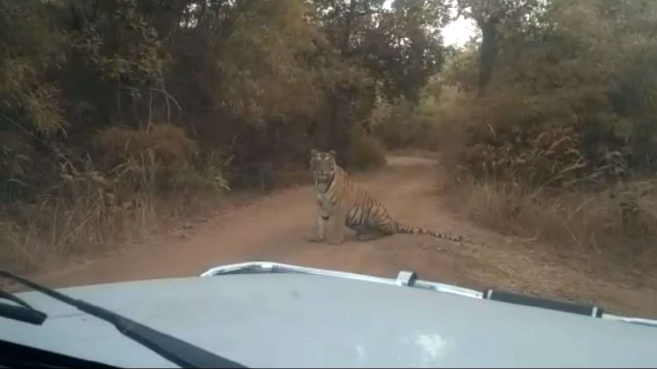 Watch: These two bikers just had an encounter with a tiger and lived to ...