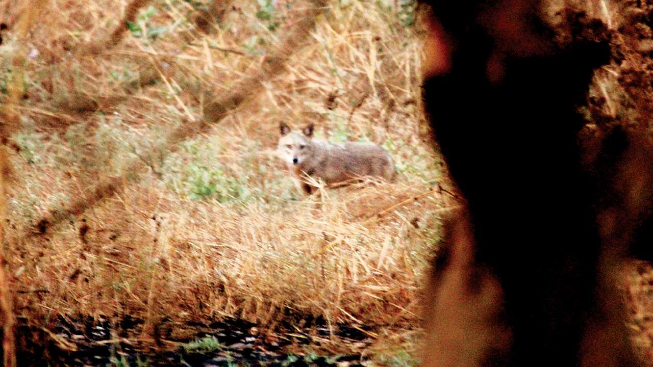 Experts call for study to understand jackals
