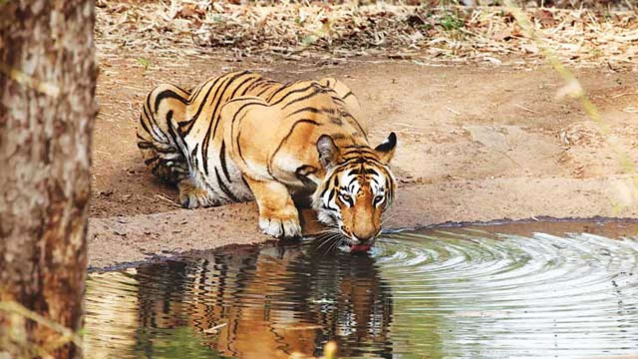 Maharashtra: State Wildlife Board gives clearance for Thane-Borivali ...