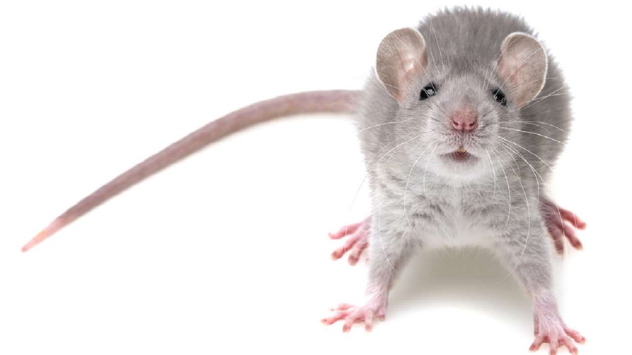 Cellphone radiation linked to tumours in rats