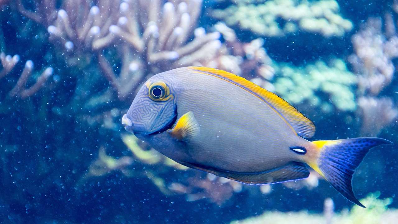 Bio-inspired robots can mimic live fish