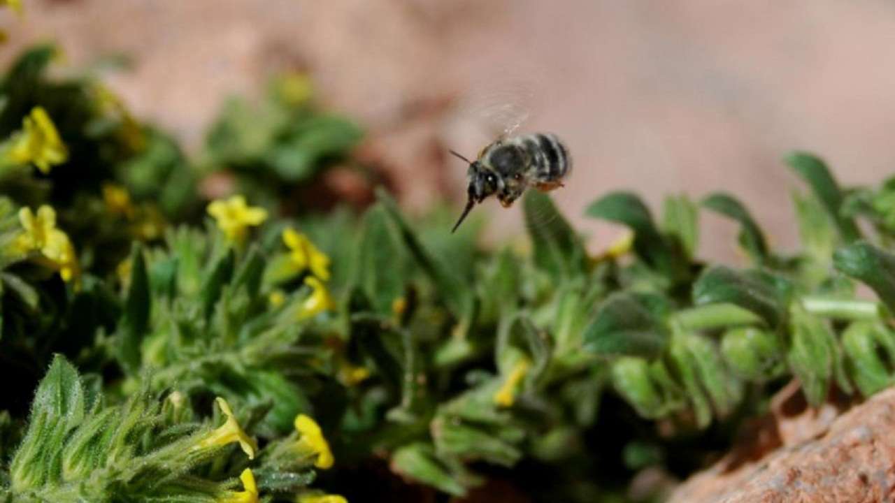 Alien honeybees could cause plant extinction, explains study