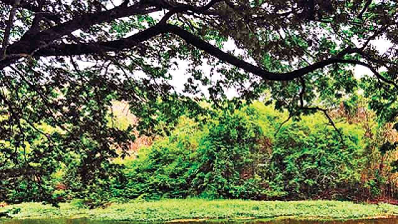 Gujarat sees forest cover rise by 47 sq km in two years